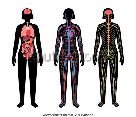 Internal Organs Nervous Circulatory System Human Stock Vector Royalty