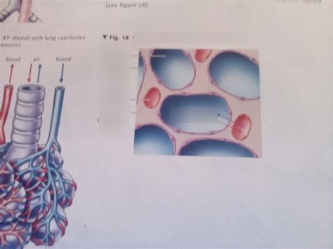 Gas Exchange In The Lungs Diagram Quizlet
