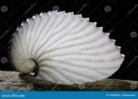 Shell On Tree Probably Snail Shell Stock Image Image Of Flocks