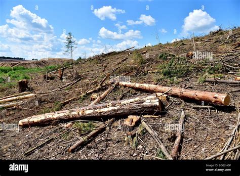 Deforestation Forest And Illegal Logging Cutting Trees Stacks Of Cut