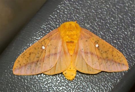 White And Orange Moth At Archie Cowley Blog