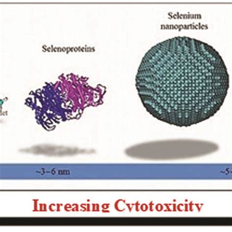 Pdf Selenium Nanoparticles A Review On Synthesis And Biomedical
