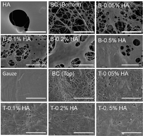 Fe Sem Micrographs Showing The Morphology And The Surface Structure Of