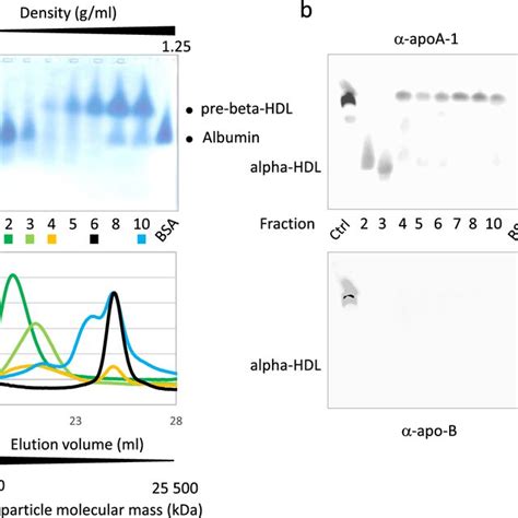 Characterisation Of Pre Beta Hdl Purified From Healthy Normolipidic Download Scientific Diagram