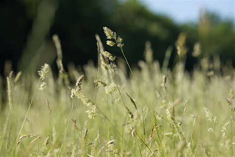 What Are The Different Types Of Pollen And Which Are