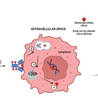 Mechanism Of Action Of ADC The Principal Steps Of The Mechanism Of Download Scientific Diagram