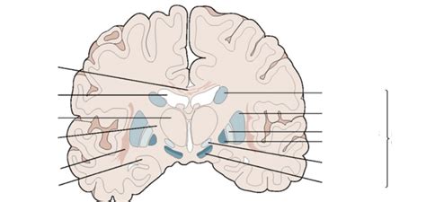 Diagram Of Brain Subcortical Structures Diagram Quizlet