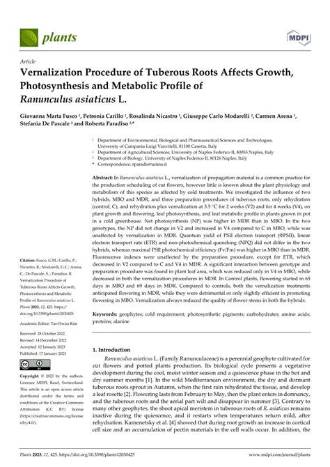 Pdf Vernalization Procedure Of Tuberous Roots Affects Growth Photosynthesis And Metabolic