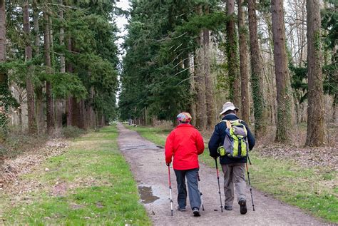 Tree Path Nature Free Photo On Pixabay Pixabay