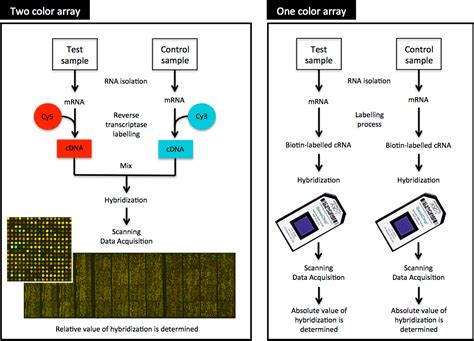 Microarrays Functional Genomics Ii