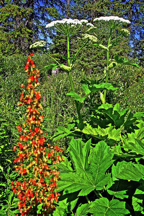 Cow Parsnip In Homer Alaska Photograph By Ruth Hager Fine Art America Cow Parsnip In Homer Alaska Photograph By Ruth Hager Fine Art America
