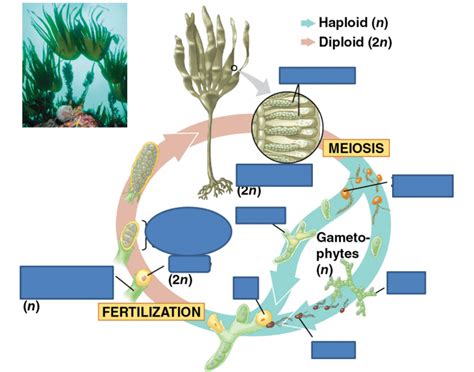Life Cycle Of The Brown Alga Quiz