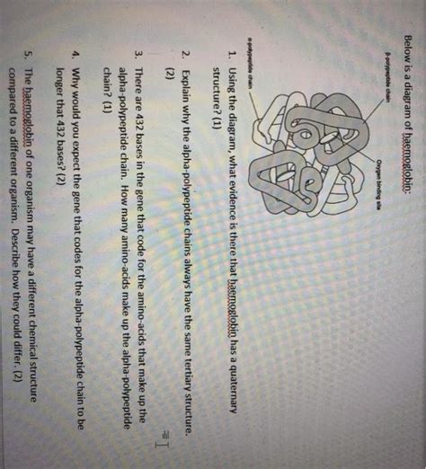 Solved Below Is A Diagram Of Haemoglobin Polypeptide Chain