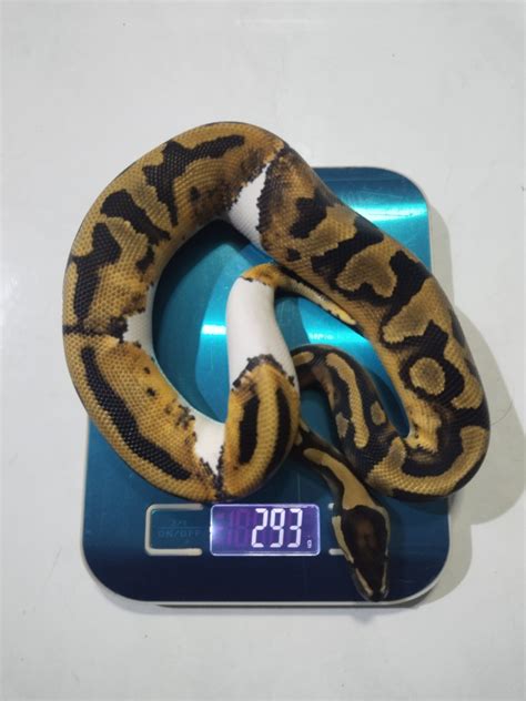 คนเลี้ยงงูบอลไพธอน Ball Python Thailand Band