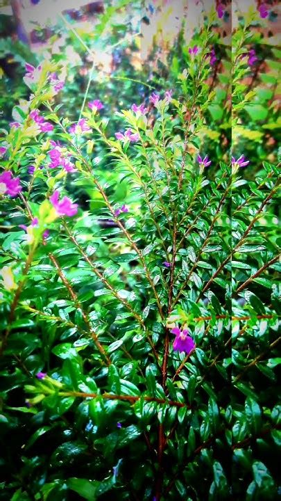 ආස හිතෙන පරිසරය ️😍🔥 Youtube