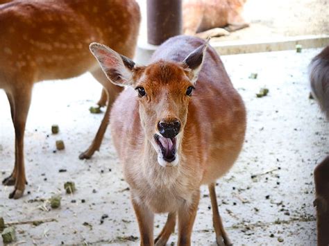 〈奈良市〉産まれたての赤ちゃん鹿に会いに行こう♪ 親子鹿の一般公開が開始！（7 14まで） 奈良の地域密着型・総合情報サイト