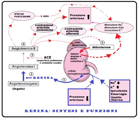 Renina Fertilitycenter