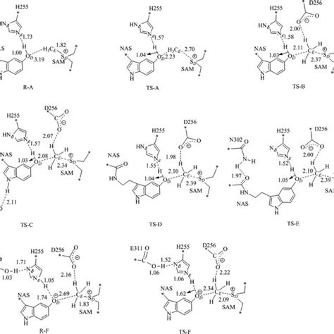Optimised Structures Of The Reactants For Model G And Transition States Download Scientific