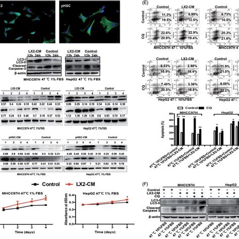 Hgf C Met Signaling In Autophagy And Proliferation Of Heat Treated
