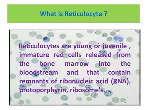 Reticulocytepptx