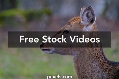 Animalssexhormonesvideos Videos Download The Best Free 4k Stock