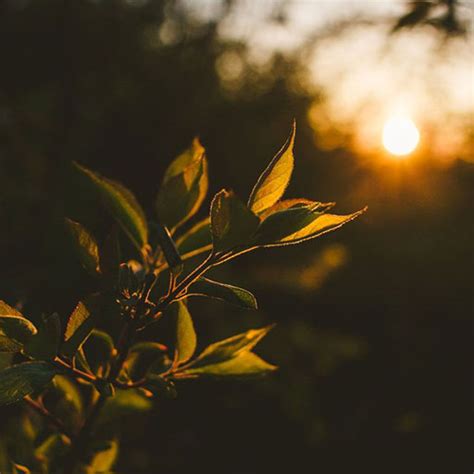 عکاسی در طبیعت دانش هنر