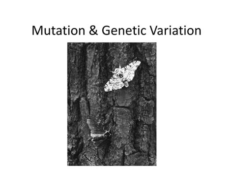 Mutation Notes Ppt