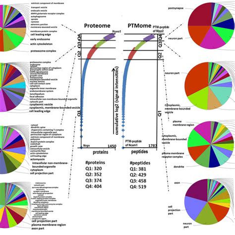Proteomics Workflow Used In This Study Panel A Shows The Workflow To Proteomics Workflow Used In This Study Panel A Shows The Workflow To