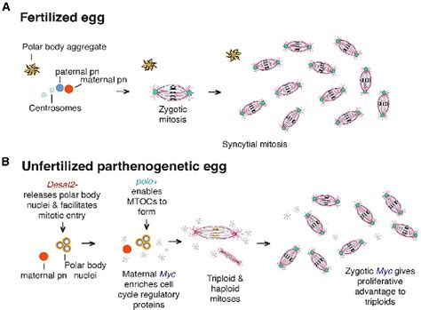 Figure 1 From A Genetic Basis For Facultative Parthenogenesis In Drosophila Semantic Scholar