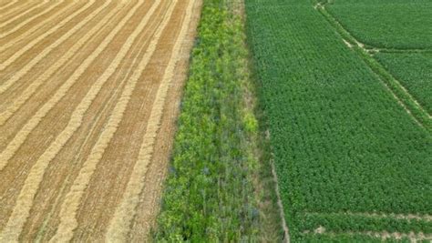 The Advantages Of Crop Diversification In Agrobiodiversity Food And