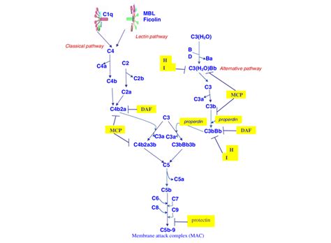 Complement Activation Cascade And The Activity Of Regulatory Proteins