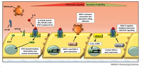 interleukin 6 il 6 signalling in vascular endothelial cells vecs