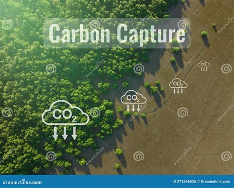 Carbon Capture Concept Natural Carbon Sinks Mangrove Trees Capture Co2 From The Atmosphere