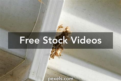 Predatory Insects Videos Download The Best Free 4k Stock Video Footage
