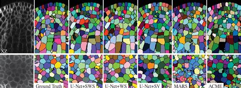 Cnn Based Preprocessing To Optimize Watershed Based Cell Segmentation