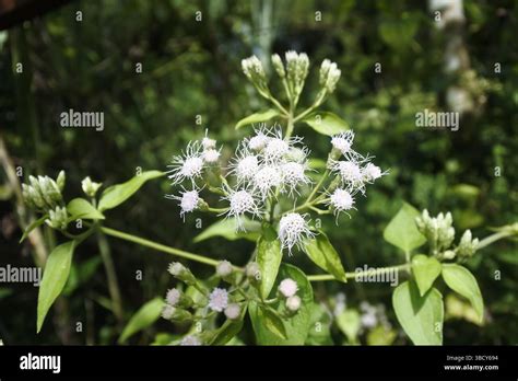This Plant Is Known As Snake Root Small White Flowers With Tentacle