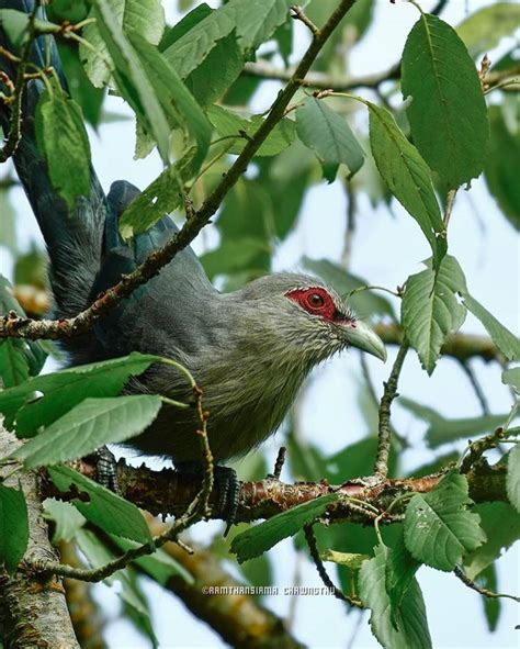 Discovering A New Love For Bird Watching Ramthansiama Chawngthu