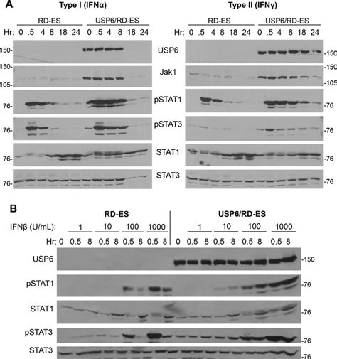 Usp6 Confers Sensitivity To Ifn Mediated Apoptosis Through Modulation Of Trail Signaling In