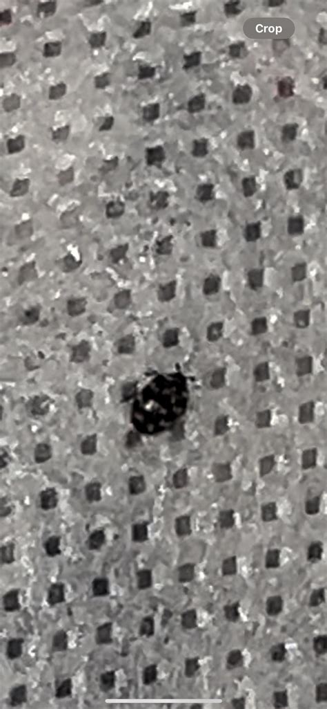 Bed Bugs Or Something Else Rbedbugs
