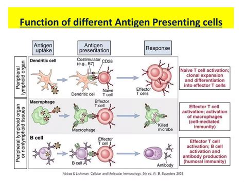 Antigen Presenting Cells Apcs Pptx