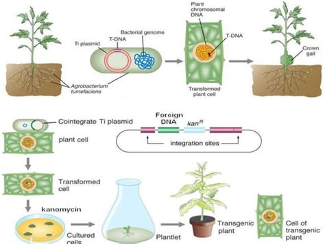 Agrobacterium Mediated Gene Transfer Ppt