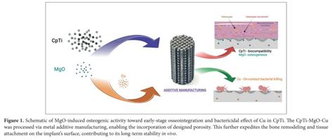 International Journal Of Bioprinting On Linkedin Openaccess Osteogenesis Cpti Article