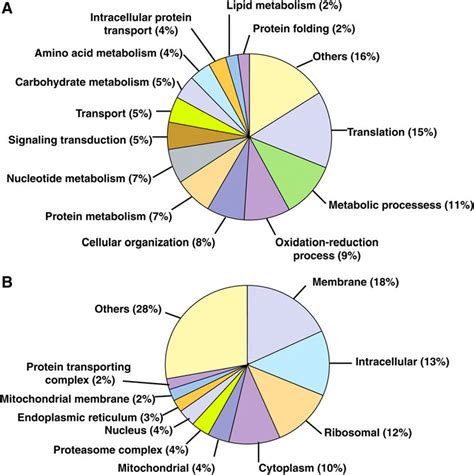 Subcellular Localization And Functional Annotation Of Identified