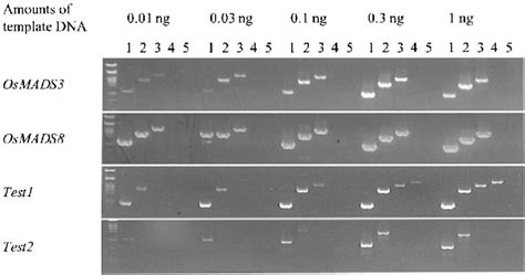 Template Detection Limit And Targeting Range Of Pcr Various Amounts Of Download Scientific