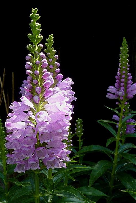 Physostegia Virginiana Rosea Obedient Plant The Old Dairy Nursery