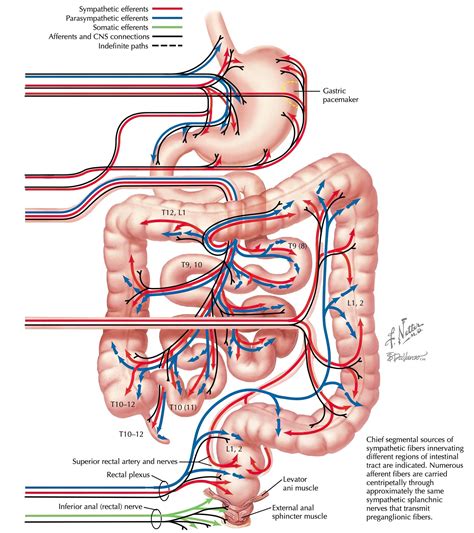 Anthony Autonomic Nervous Supply To The Gi Tract Facebook