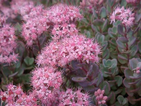 Hylotelephium Cauticola Cliff Stonecrop World Of Succulents