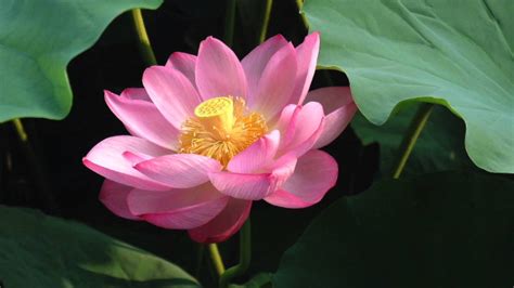 Aural Sex Draft Youtube