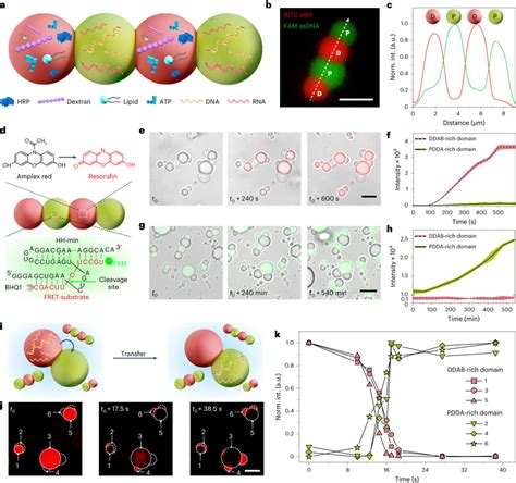 Biomolecular Organization And Processing In Protocell Networks A