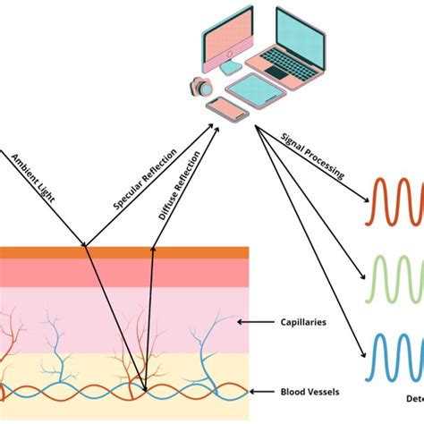 A Working Principle Of Rppg This Figure Was Modified From 53 The
